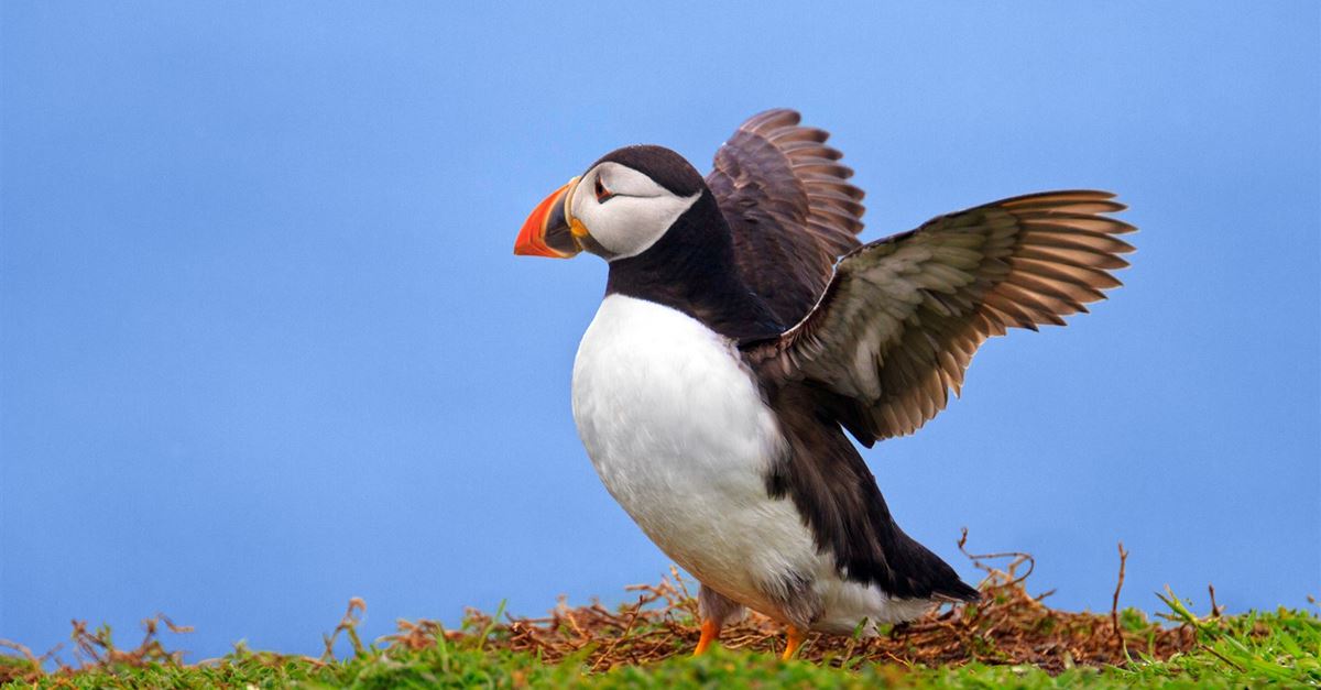 The six best places to see Welsh wildlife